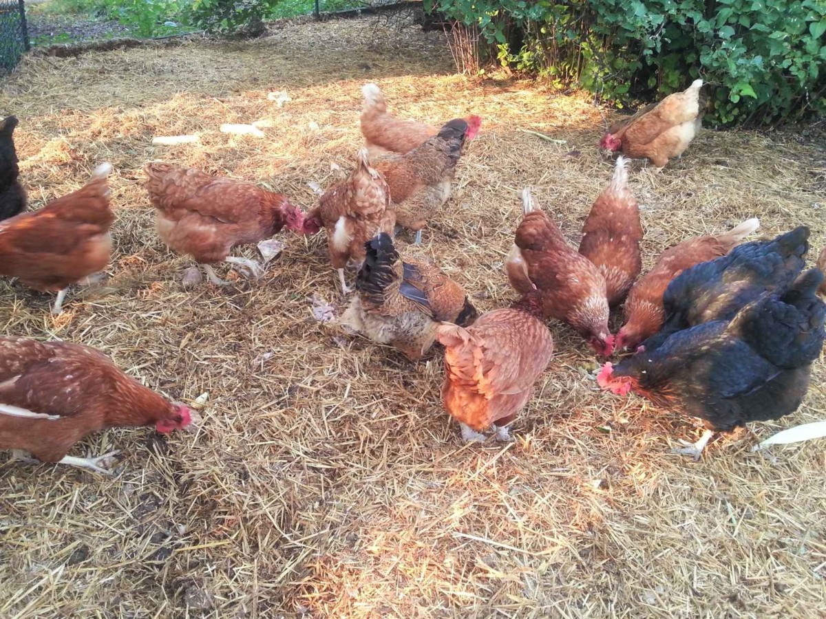 Basic Grassfed Beef Bone Broth - Trail's End Beef